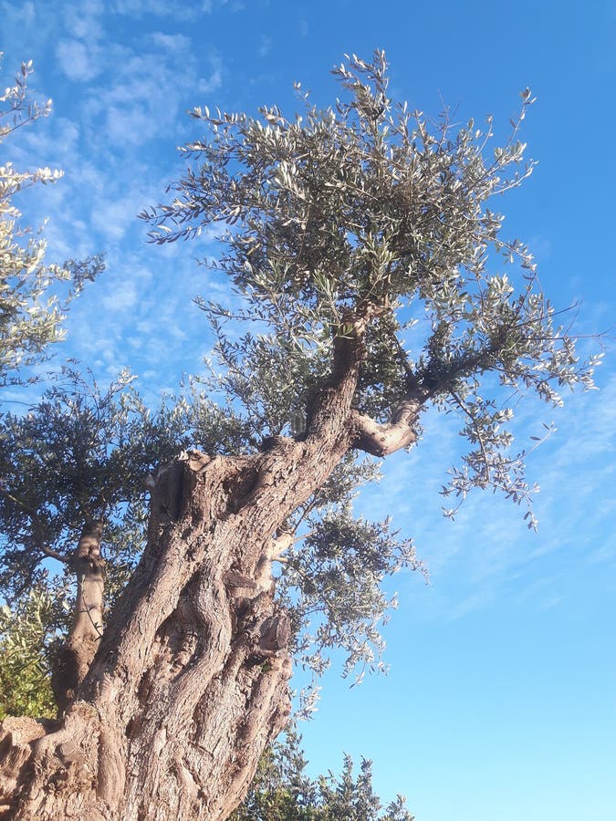 Ollive Tree Stock Photos - Free & Royalty-Free Stock Photos from Dreamstime