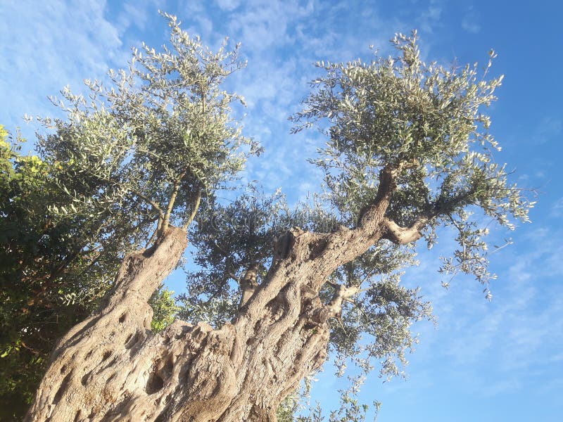 Olive tree stock image. Image of ollive, branch, trunk - 71690553