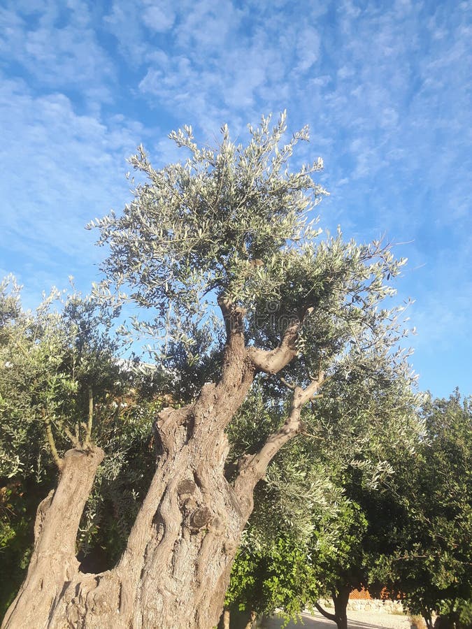 Ollive Tree Stock Photos - Free & Royalty-Free Stock Photos from Dreamstime