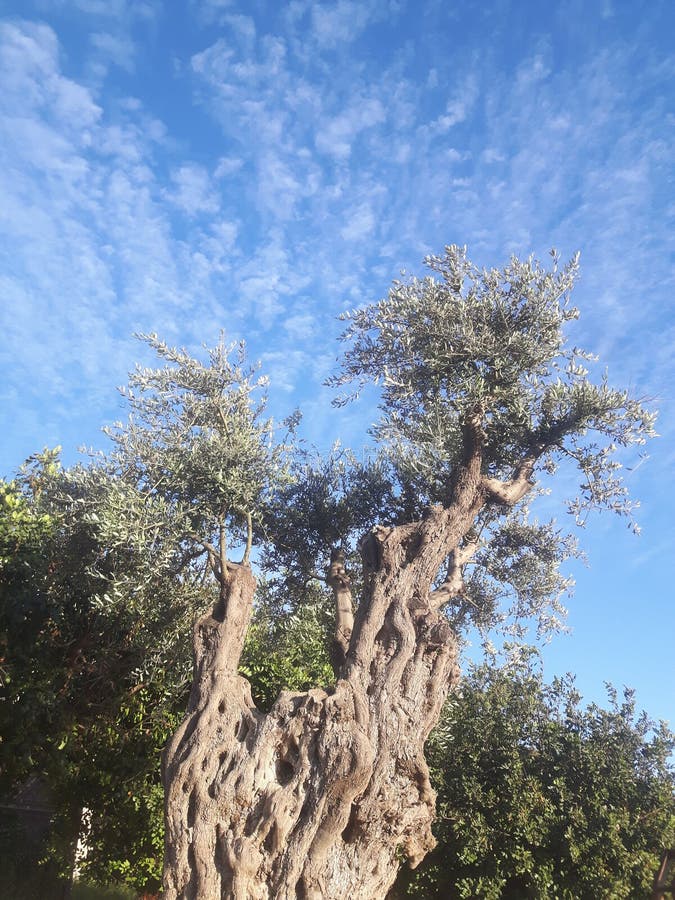 Ollive Tree Stock Photos - Free & Royalty-Free Stock Photos from Dreamstime