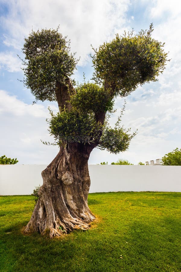 447 Old Twisted Olive Tree Stock Photos - Free & Royalty-Free Stock ...