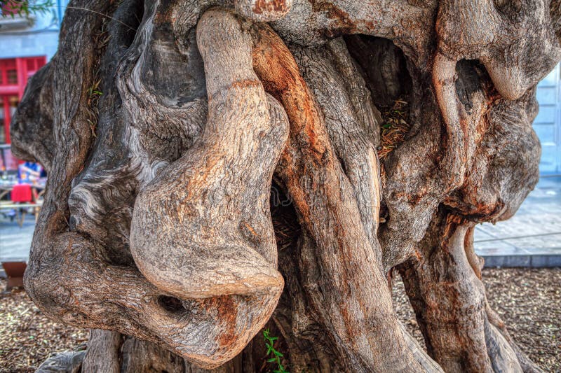Tree with large roots stock photo. Image of forest, animal - 174578770