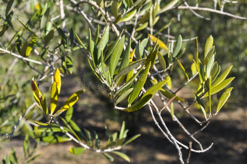 Olive tree leaves stock image. Image of leaves, tree - 178062993