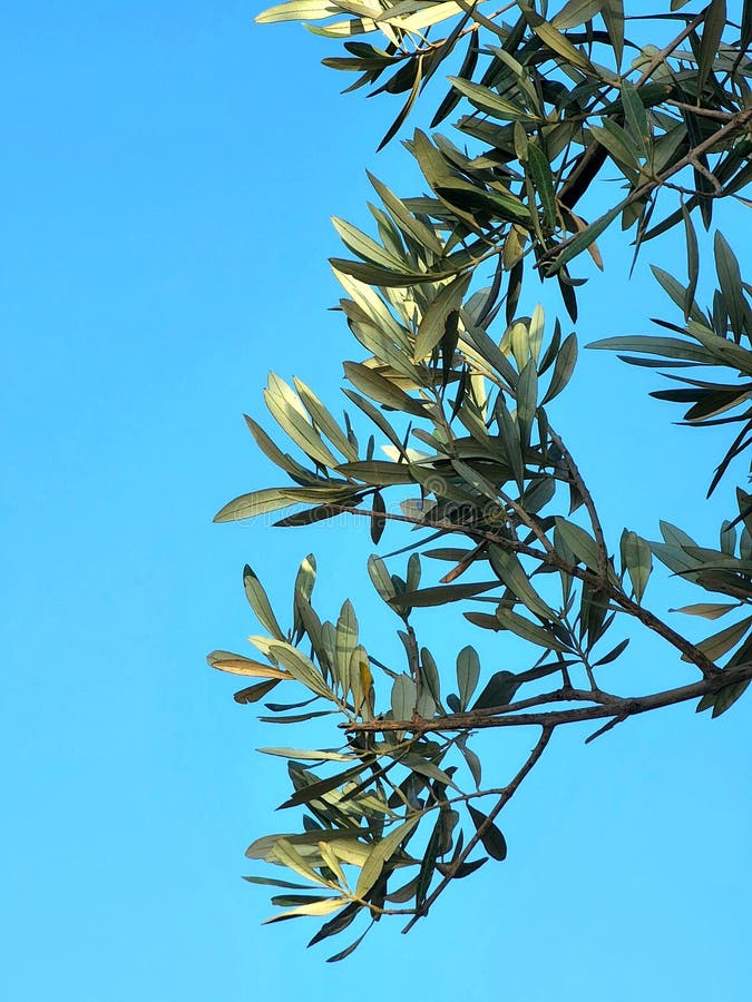 Olive tree leaves shot stock image. Image of tree, branch - 263773457