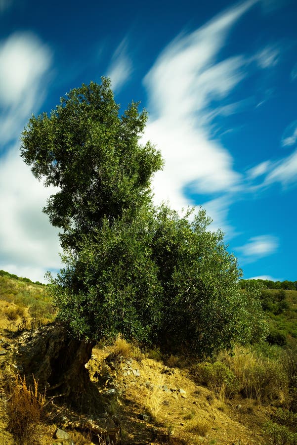 Olive Tree, Long Exposure, Blurring the Clouds. Stock Photo - Image of ...