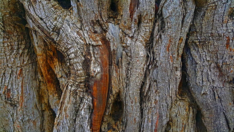 Olive tree stock image. Image of grove, mediterranean - 82820597