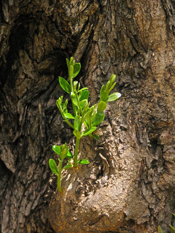 Olive tree stock image. Image of natural, land, plant - 82820685