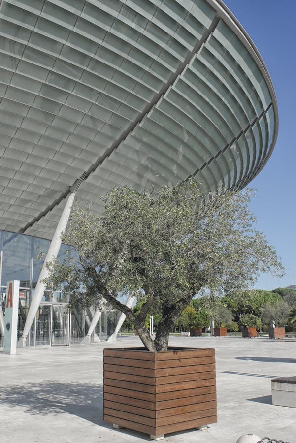 Olive Tree and Modern Building Stock Image - Image of modern, town ...