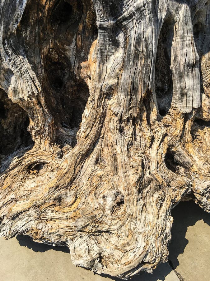 Olive-tree natural texture stock photo. Image of natural - 111843582