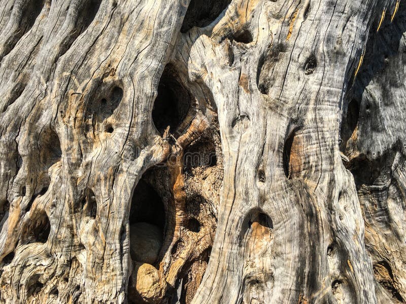 Olive-tree natural texture stock image. Image of floor - 111843611