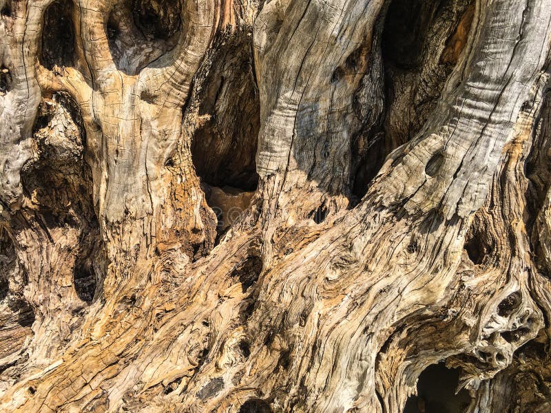 Olive-tree natural texture stock photo. Image of life - 111843464