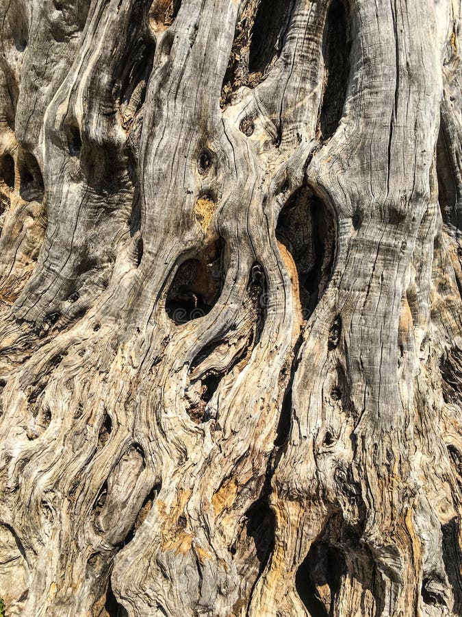 Olive-tree natural texture stock image. Image of close - 111843489