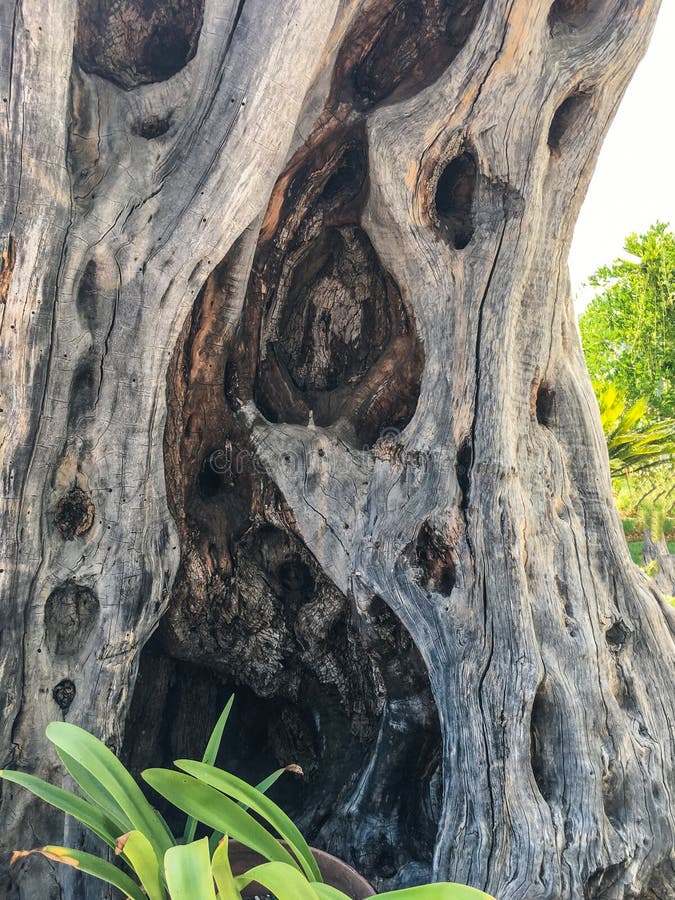 Olive-tree natural texture stock photo. Image of panel - 111843494