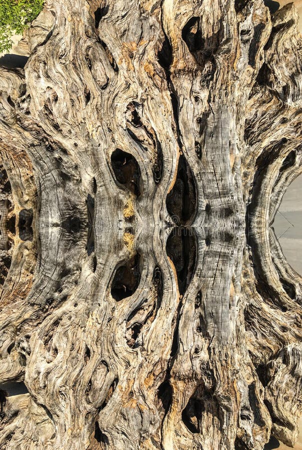 Olive-tree natural texture stock photo. Image of structure - 111843502