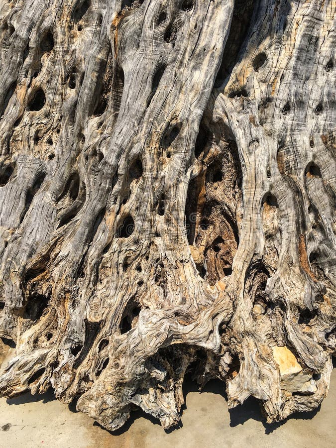 Olive-tree natural texture stock photo. Image of forest - 111843458