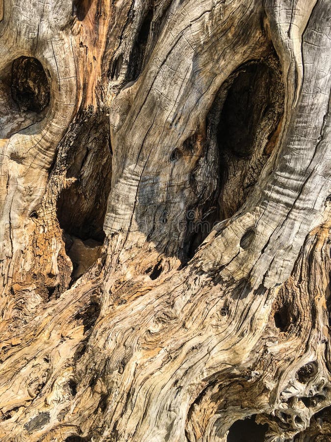 Olive-tree natural texture stock photo. Image of natural - 111843514