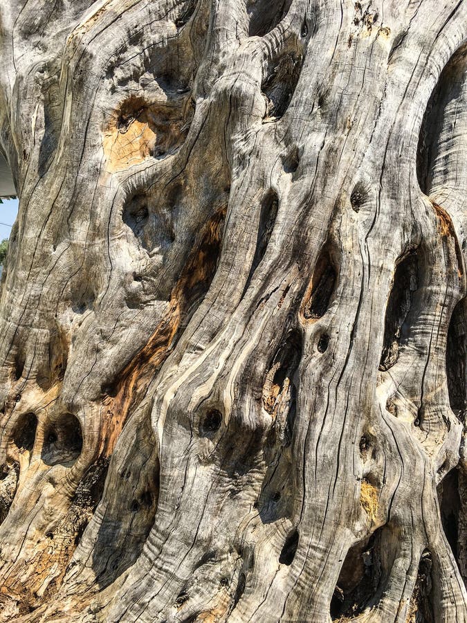 Olive-tree natural texture stock image. Image of lumber - 111843549