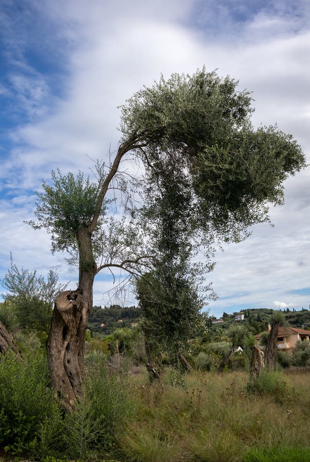 Olive Tree with New Twigs, Corfu, Greece Stock Photo - Image of nature ...