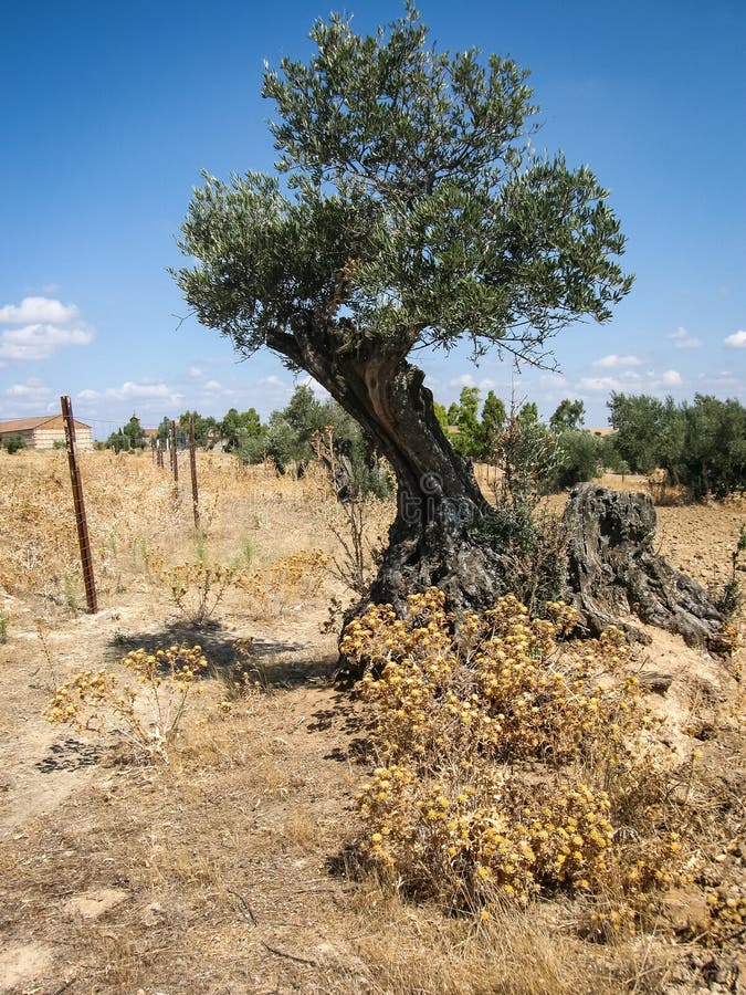 Olive Tree, Noves, Castilla La Mancha, Spain Stock Photo - Image of ...