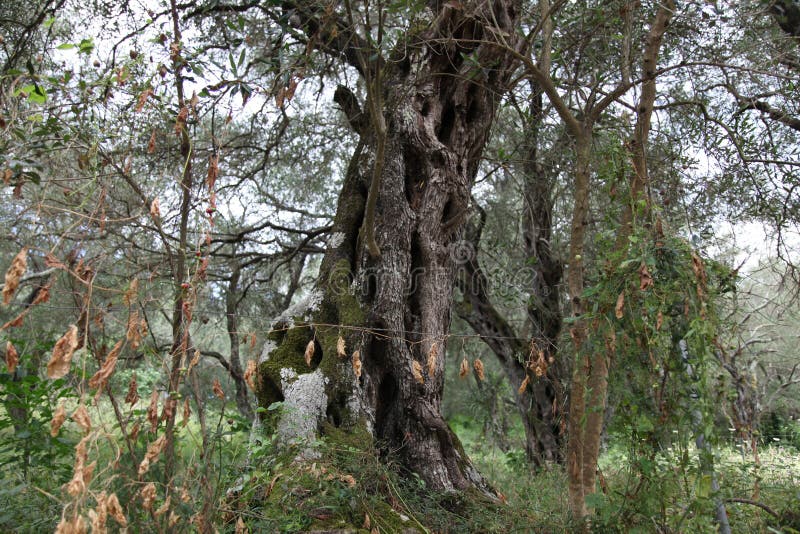 The olive tree stock photo. Image of countryside, greece - 80057134