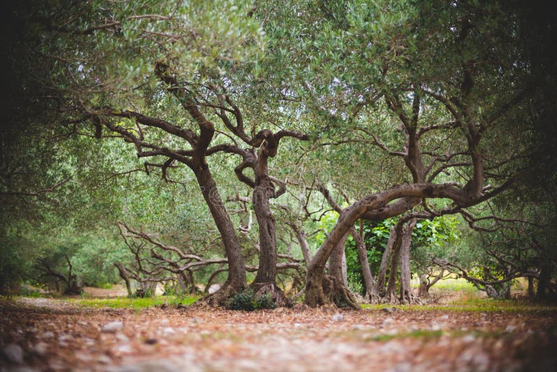 Olive tree stock photo. Image of dalmatia, olive, tree - 88405758