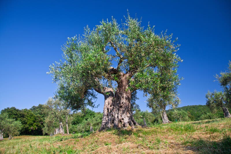 Olive tree stock image. Image of italy, country, mediterranean - 31740525