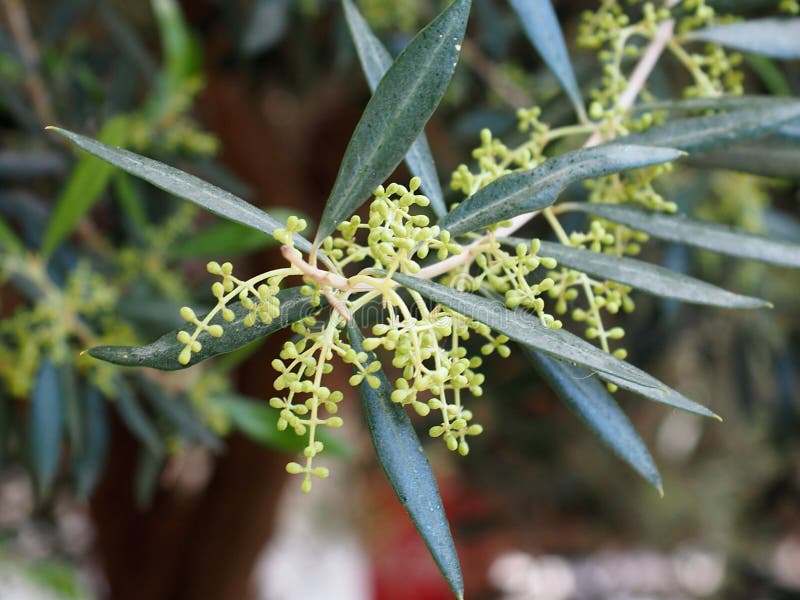Olive or Olea Europaea Tree in Bloom in Spring Stock Image - Image of ...
