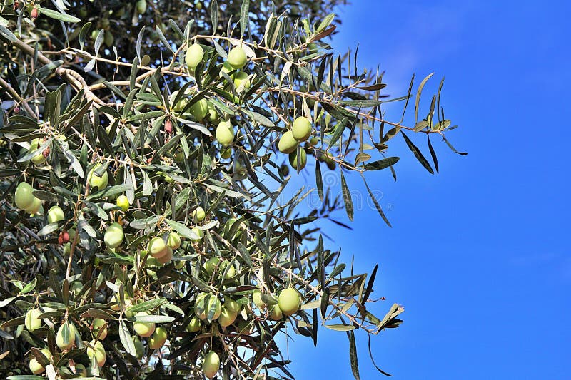 Olive Tree, Olive Fruit, Green Olives Stock Photo - Image of leaf ...