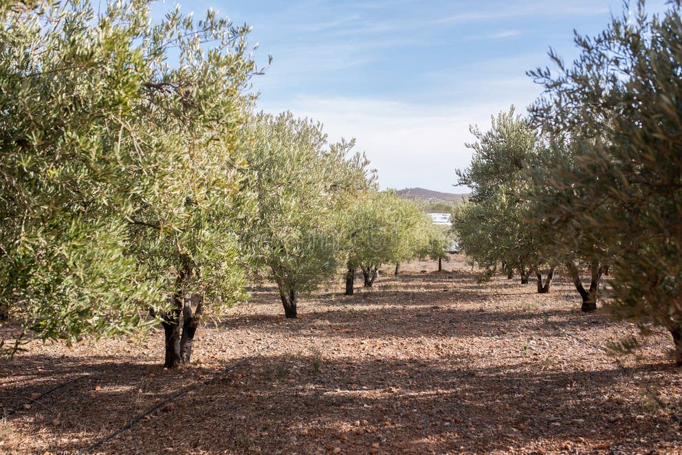 Olive Tree in the Olive Garden in Spring Stock Photo - Image of spain ...