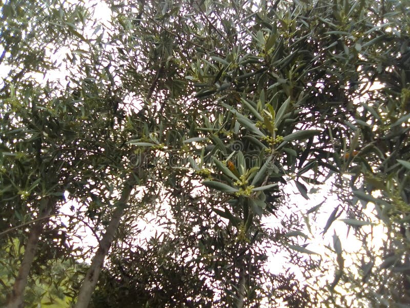 Olive tree in Spring time stock image. Image of flower - 249197875