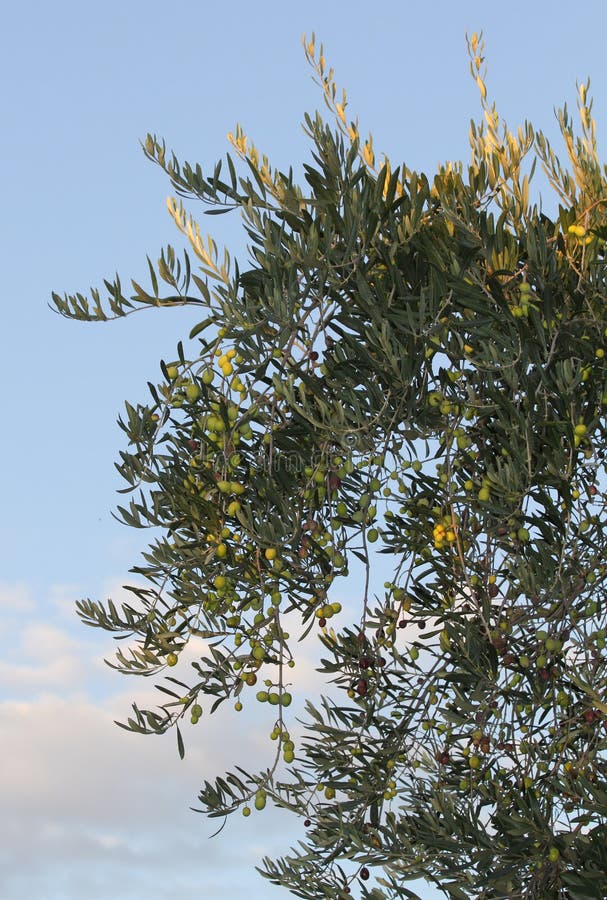 Olive Tree with Olives and Cloudy Blue Sky Background Stock Photo ...