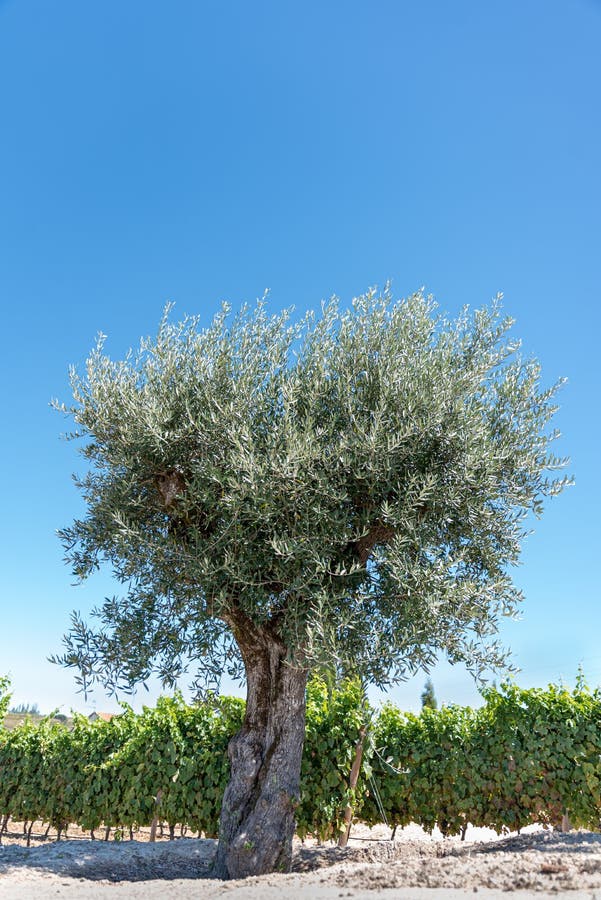 Olive Tree with Olives in the Field Stock Photo - Image of woody, rural ...