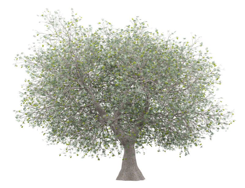 Olive Tree with Olives Isolated on White. Top View Stock Illustration ...