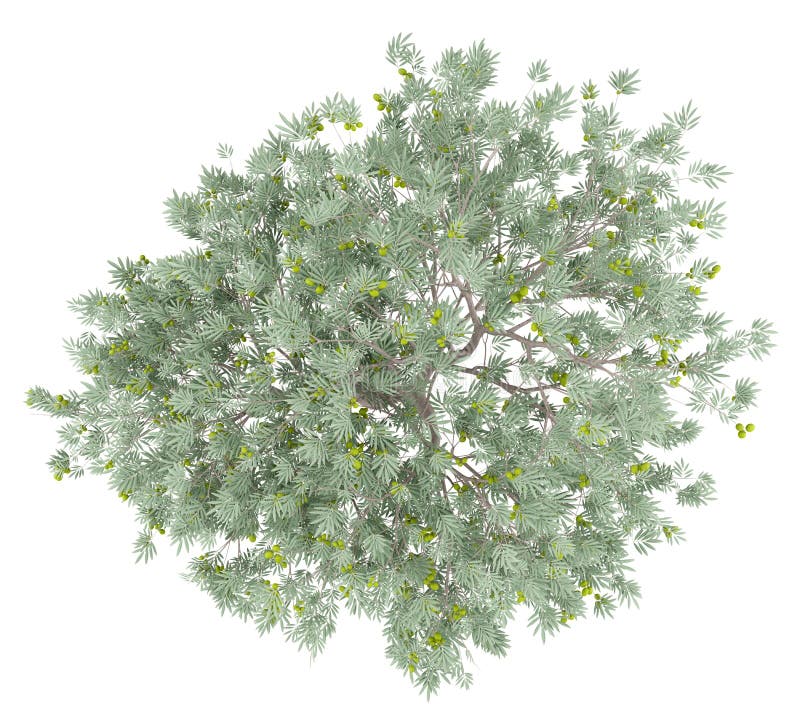 Olive Tree Isolated on White. Top View Stock Illustration ...