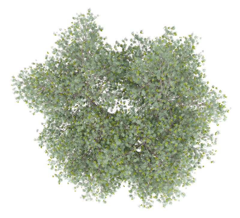 Olive Tree Isolated White Top View Stock Illustrations – 241 Olive Tree ...
