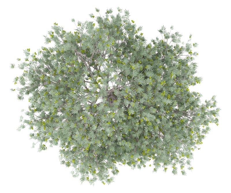 Olive Tree with Olives Isolated on White. Top View Stock Illustration ...