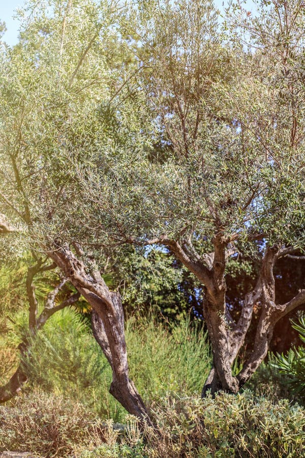 Olive Tree. Olives on Olive Tree Branch Stock Image - Image of fruit ...