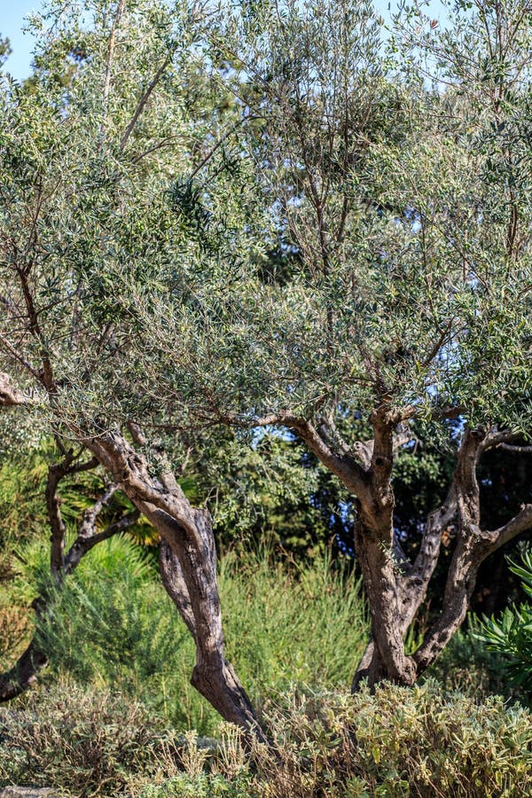 Olive Tree. Olives on Olive Tree Branch Stock Photo - Image of aroma ...
