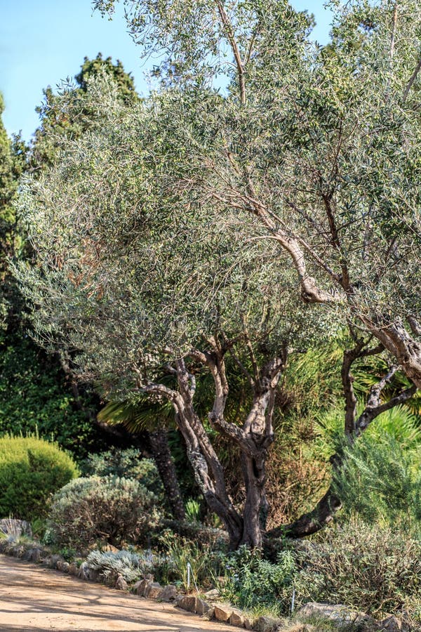 Olive Tree. Olives on Olive Tree Branch Stock Photo - Image of light ...