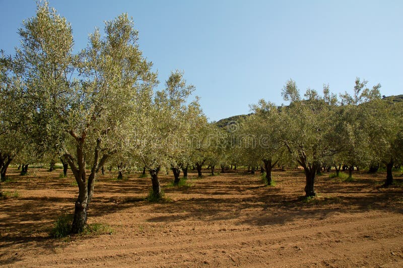 Olive Tree Orchard In Greece Stock Image - Image of outside, horizon ...
