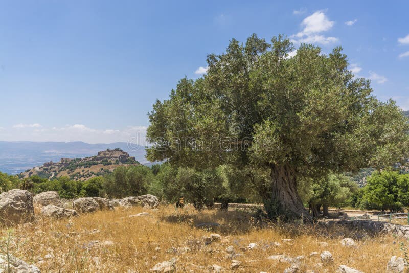 Olive Tree Overlooking Nimrod Fortress Ruins Stock Image - Image of ...