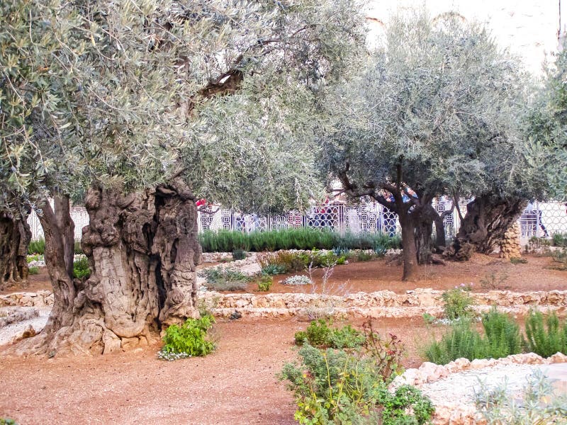 Olive Tree In A Park In Jerusalem Stock Photo - Image of australian ...