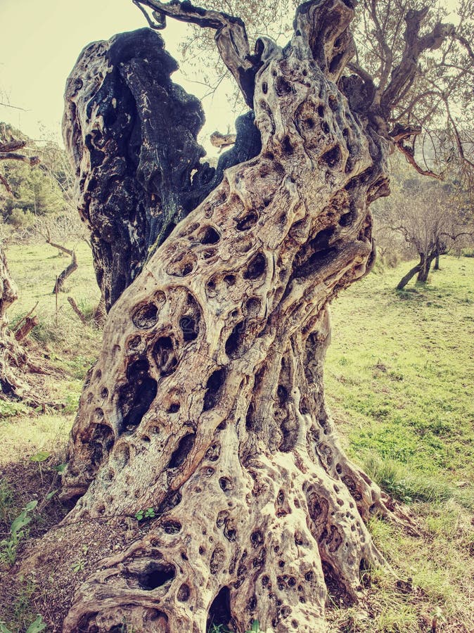 Interesting Trunk of Snapped Off Tree Stock Image - Image of bark ...