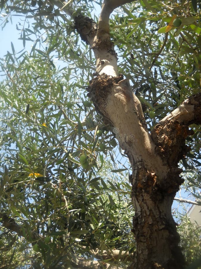 Olive tree 6 stock image. Image of chaotic, branches - 93904571