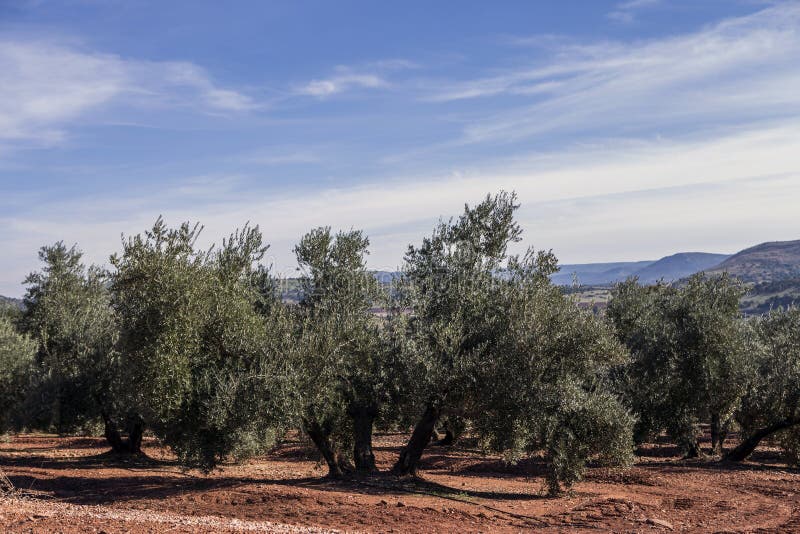 Olive Tree from the Picual Variety Near Jaen Stock Image - Image of ...