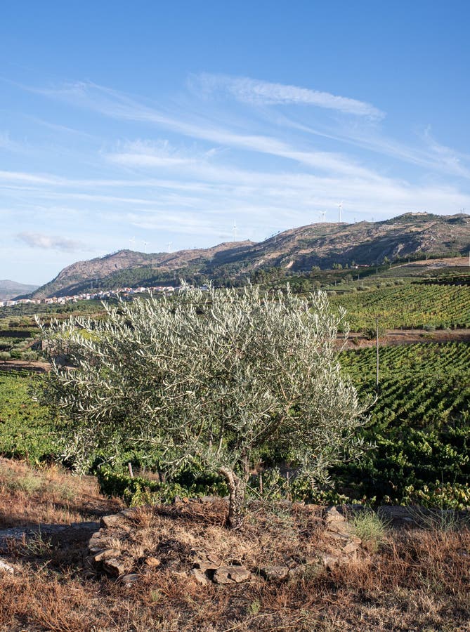 Olive Tree Planted with Vineyard Background Stock Image - Image of ...