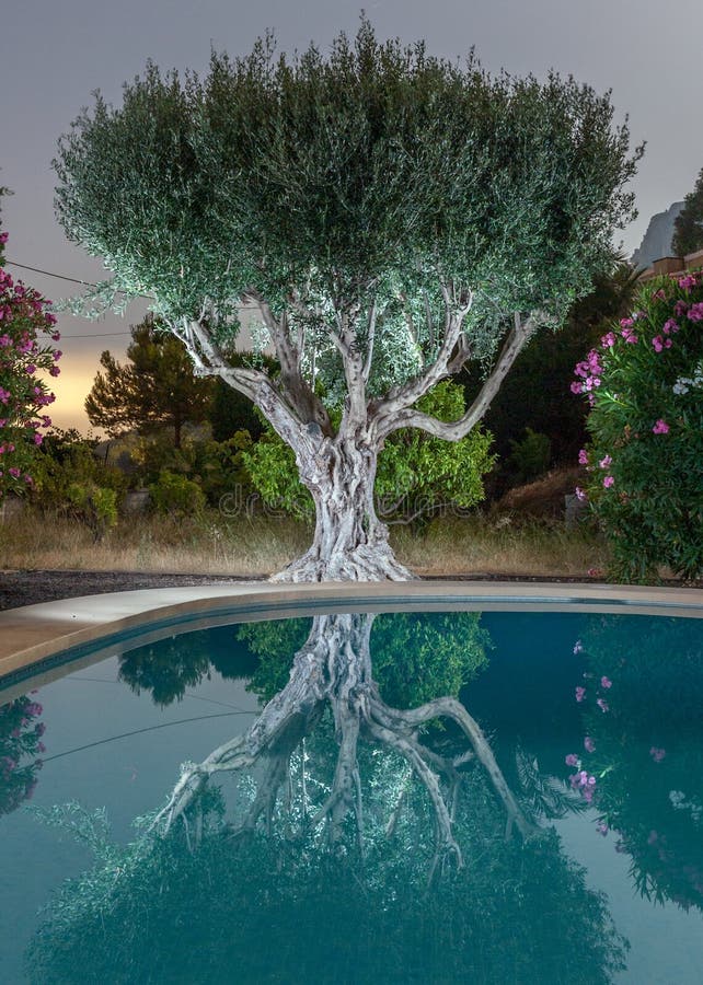 Olive Tree by the Pool, Nigh View Stock Image - Image of night, bush ...