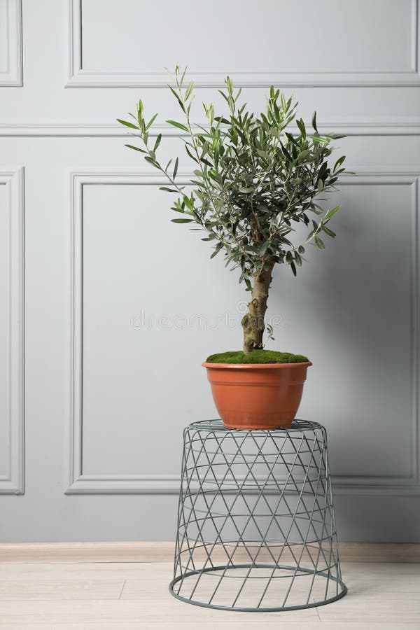 Olive Tree in Pot on Coffee Table Near White Wall Indoors. Interior ...