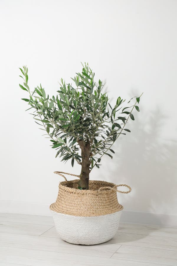 Olive Tree in Pot on Floor in Room. Interior Element Stock Image ...