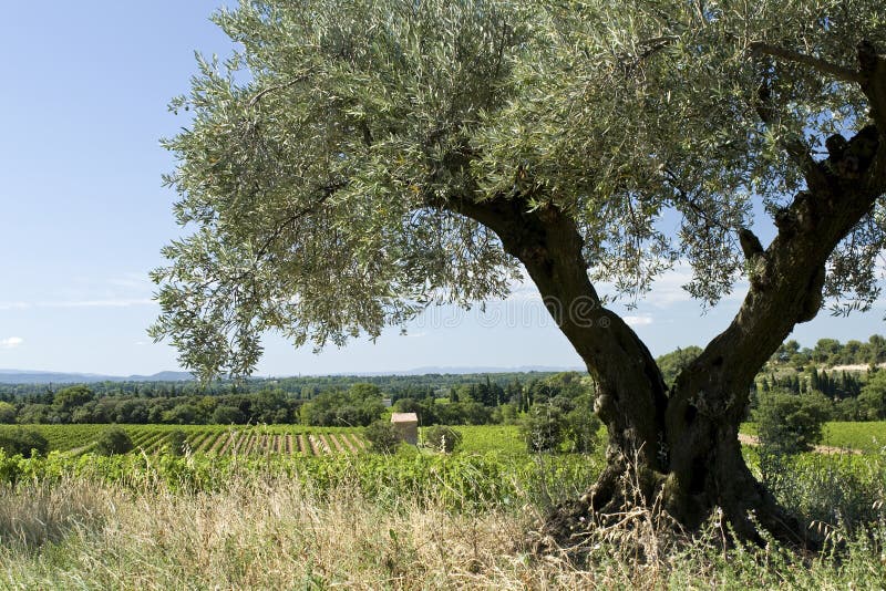 Olive tree, Provence. stock image. Image of blue, field - 21888291